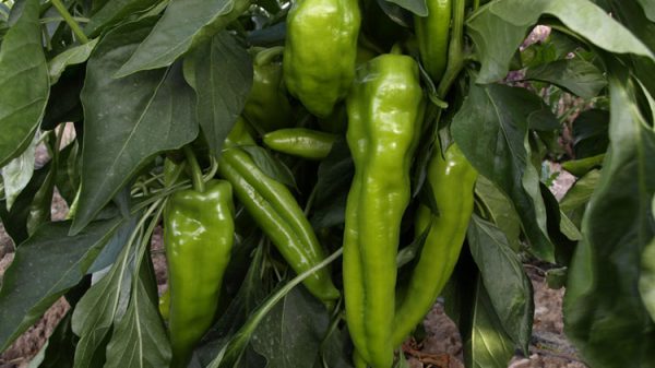 Pimiento italiano - De la Huerta de Aranjuez